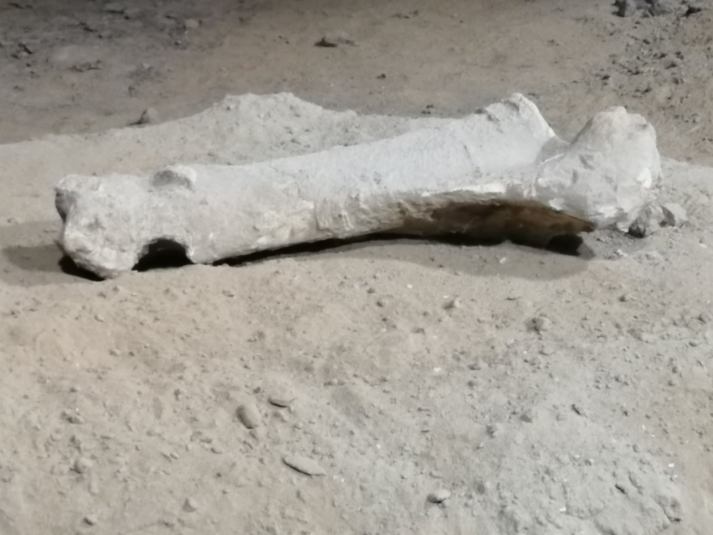 Viminacium #2: The mammoth skeleton was found 6000 years later — Hive