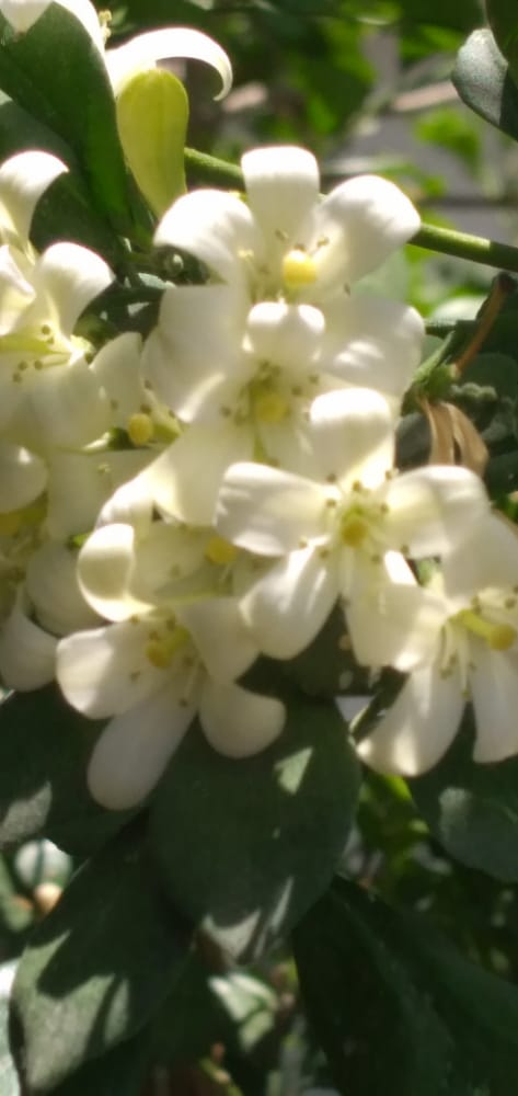 Hermosa Azahar de la India en floración — Hive