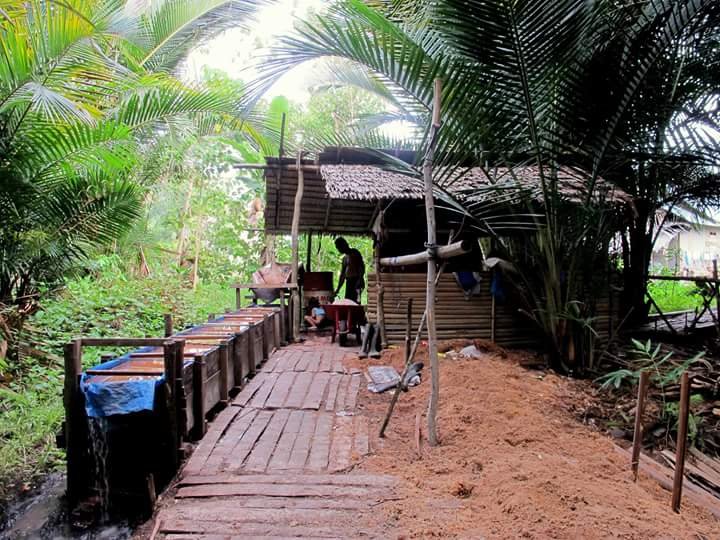 Processing of Sago (The Staple Food of Maluku People) — Hive