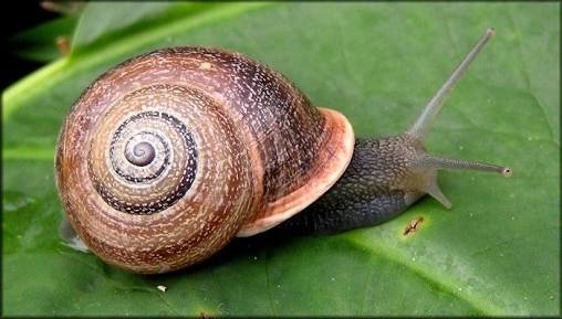 Scientific List Of Edible Land Snail Species — Hive