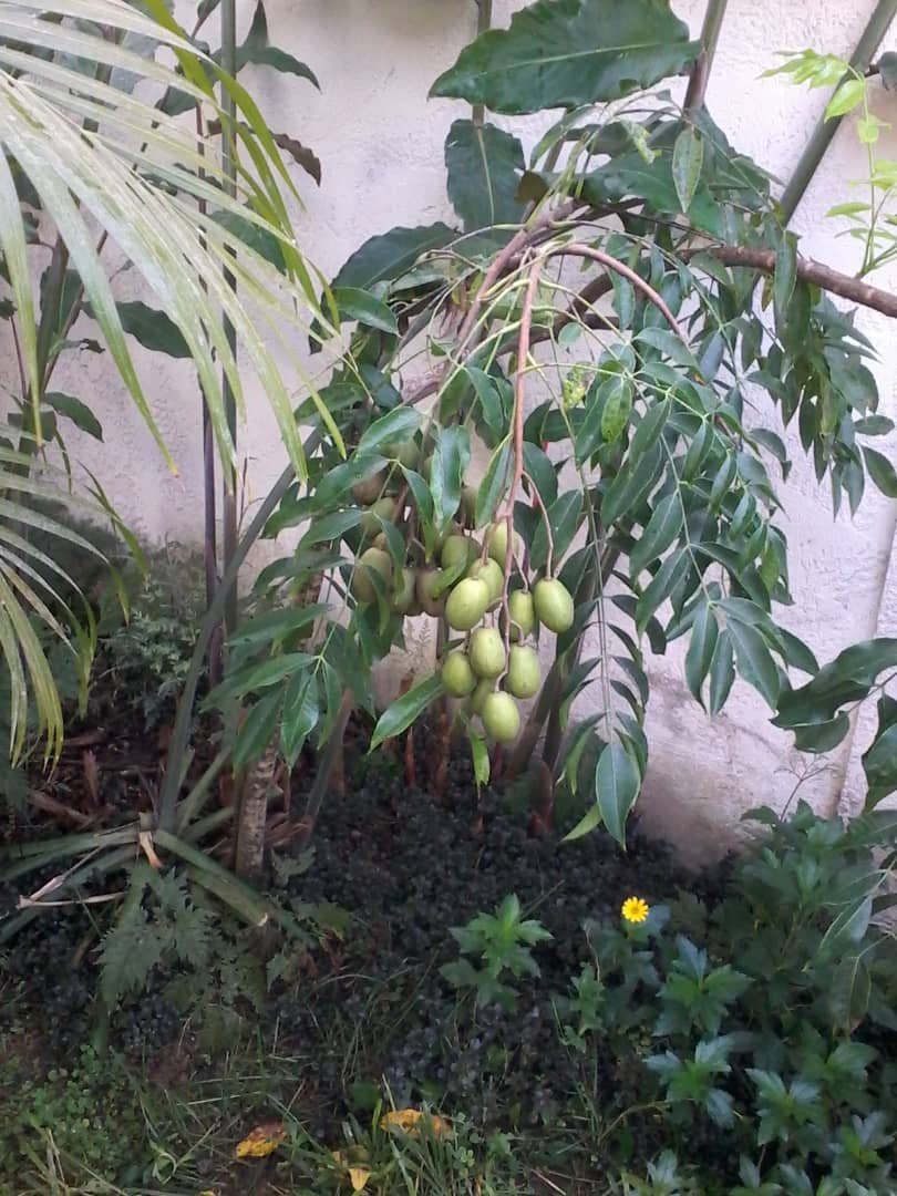 El Jobo y sus propiedades medicinales . / Jobo and its medicinal ...