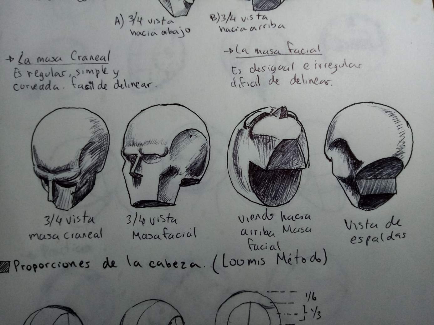 Estudio de la figura humana - Cabeza. Loomis method [Tutorial] #1 — Hive