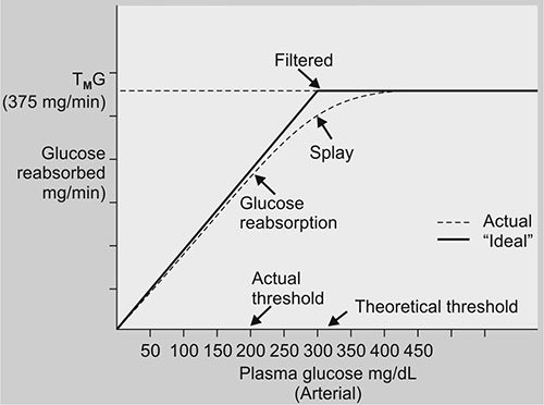 Renal- Glycosuria In Diabetes and Splay phenomenon — Hive