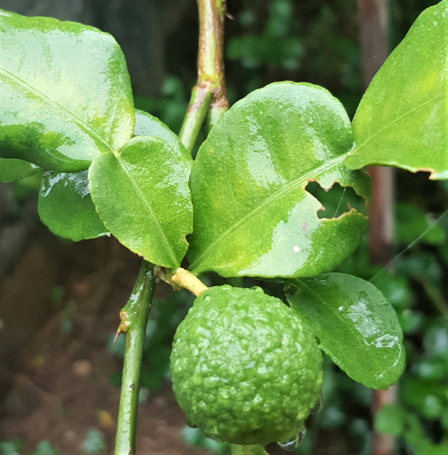 Kickass Kaffir Lime Anti-Inflammatory Thai Tea — Hive