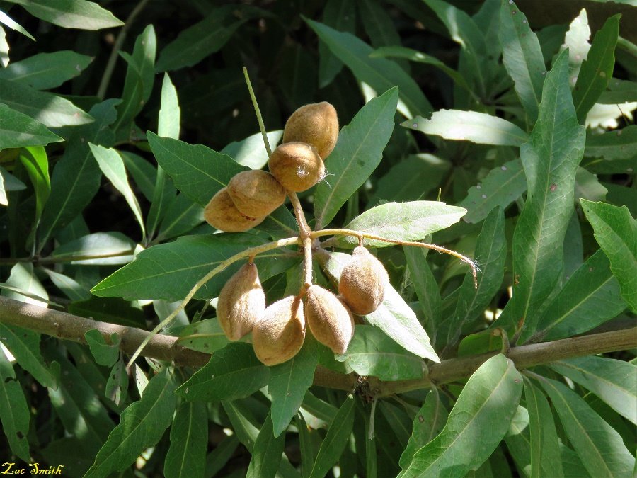 We found a wild Almond nut tree today! — Hive