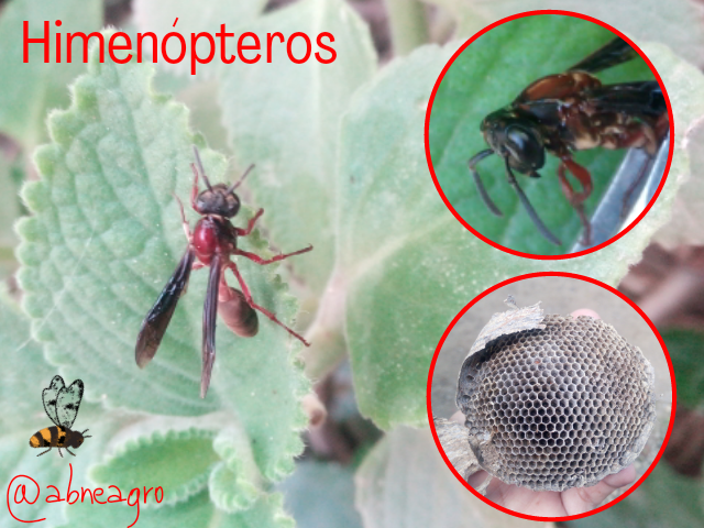 Himenópteros #2 | Un mundo de insectos alados y aguijones — Hive