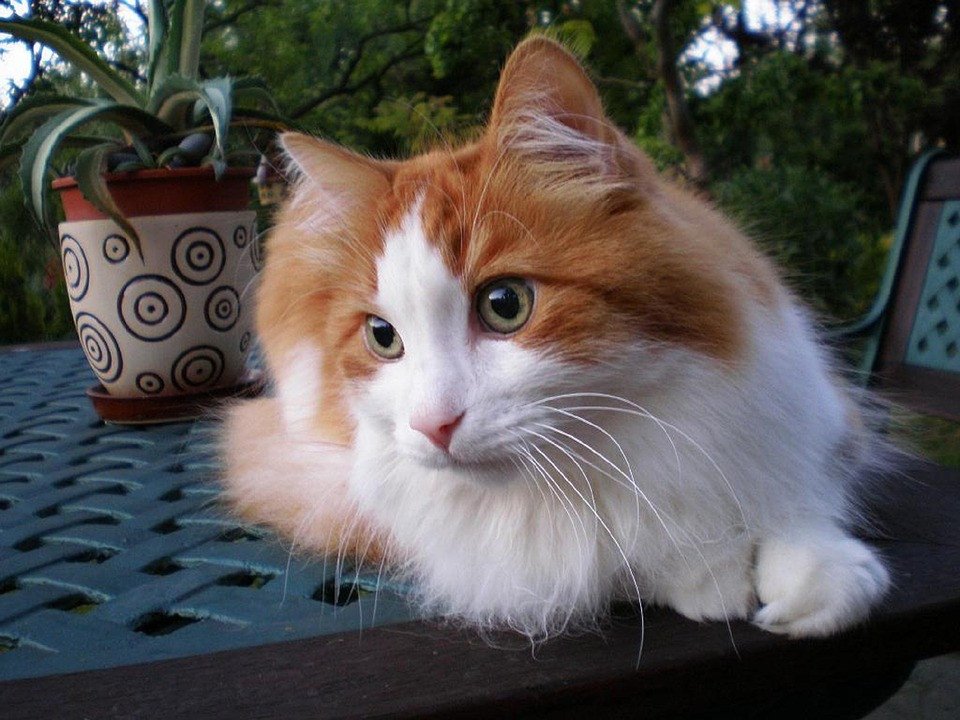 Cat Spotlight – Turkish Angora — Hive