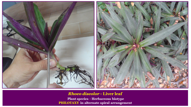 Organography and Plant Histology of Rhoeo discolor (Tradescantia ...