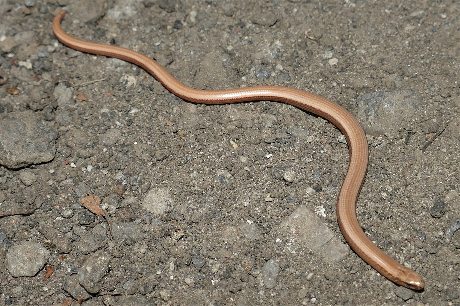 Padalec zwyczajny (Anguis fragilis) — Hive