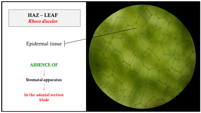 Organography and Plant Histology of Rhoeo discolor (Tradescantia ...