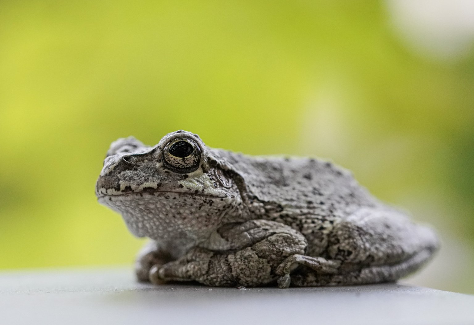 Grumpy Toad — Hive