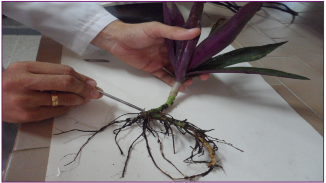 Organography and Plant Histology of Rhoeo discolor (Tradescantia ...