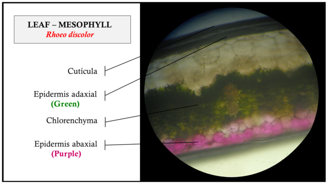 Organography and Plant Histology of Rhoeo discolor (Tradescantia ...