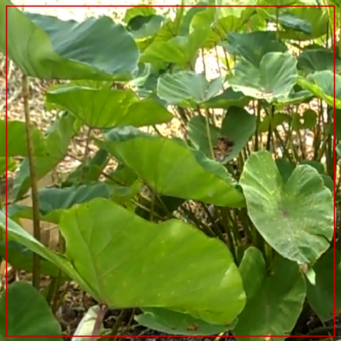 BOTÁNICA UTILITARIA // Xanthosoma sagittifolium principal especie de ...