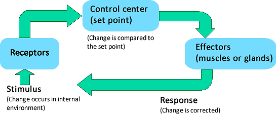 #HOMEOSTASIS: THE REGULATOR OF HUMAN LIFE — Hive