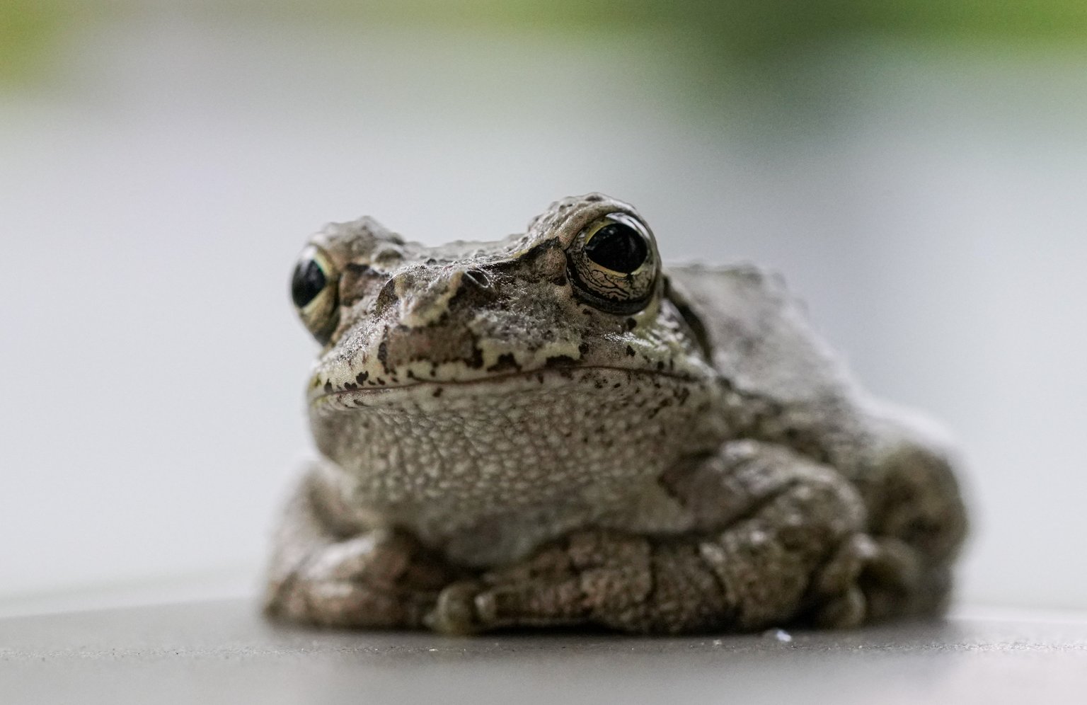 Grumpy Toad — Hive