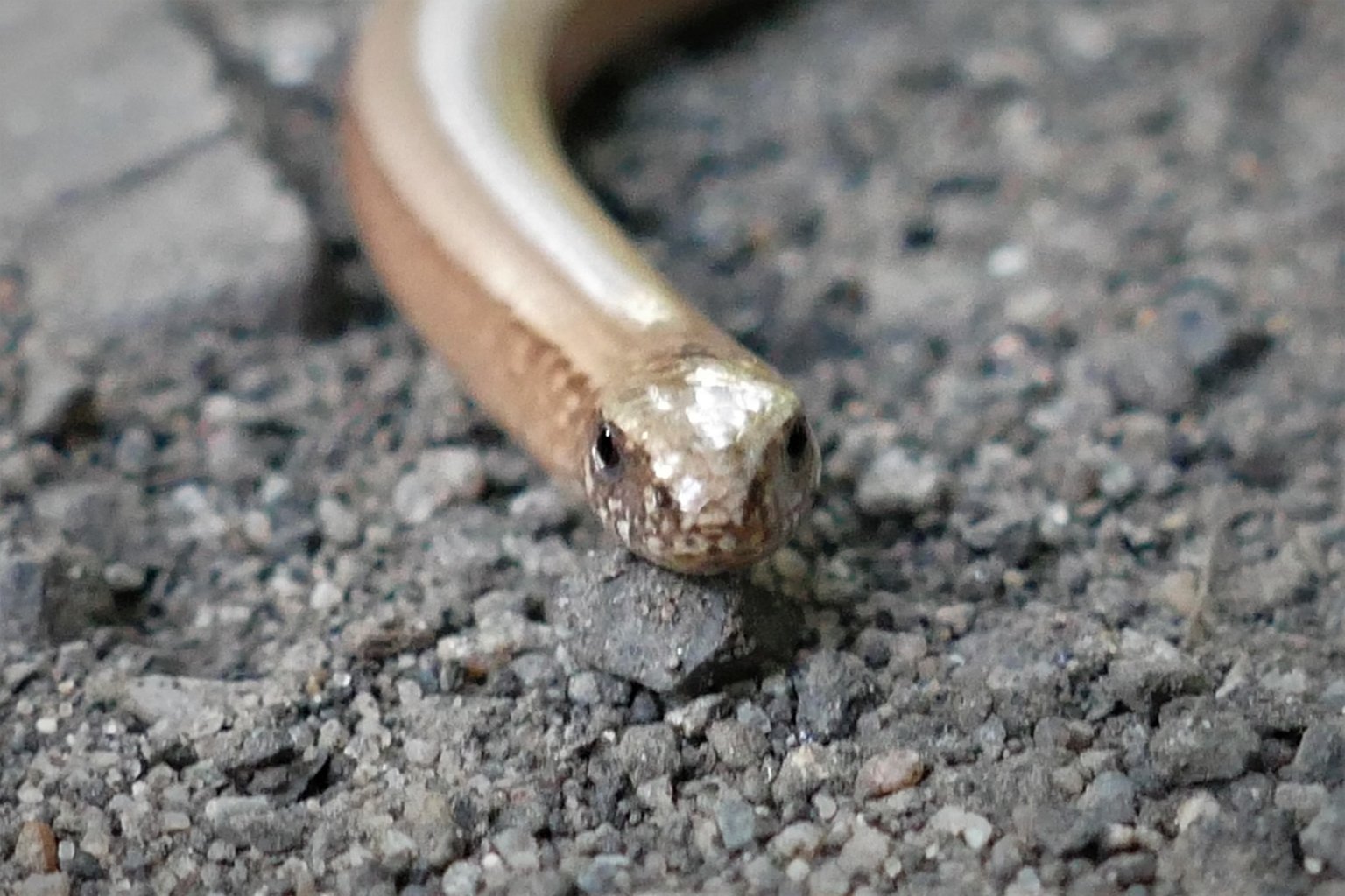 Padalec zwyczajny (Anguis fragilis) — Hive