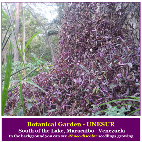 Organography and Plant Histology of Rhoeo discolor (Tradescantia ...