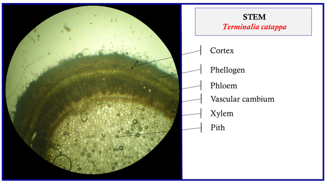 Organography and Plant Histology of Terminalia catappa (Combretaceae ...