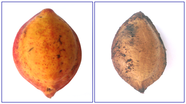 Organography and Plant Histology of Terminalia catappa (Combretaceae ...