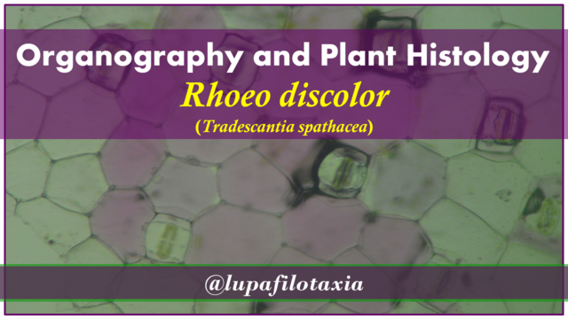 Organography and Plant Histology of Rhoeo discolor (Tradescantia ...