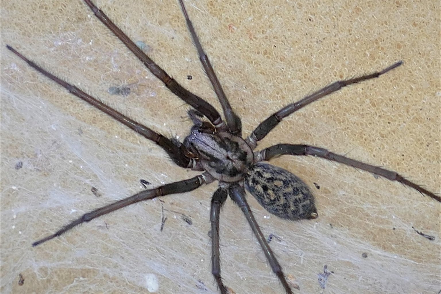 Kątnik większy (Eratigena atrica) — Hive