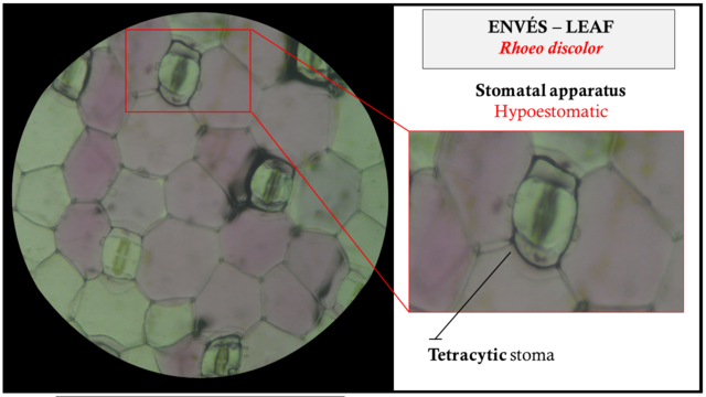 Organography and Plant Histology of Rhoeo discolor (Tradescantia ...