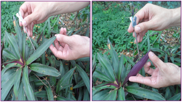 Organography and Plant Histology of Rhoeo discolor (Tradescantia ...