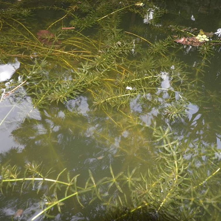 BOTÁNICA // Hydrilla verticillata (Hydrocharitaceae) — Hive