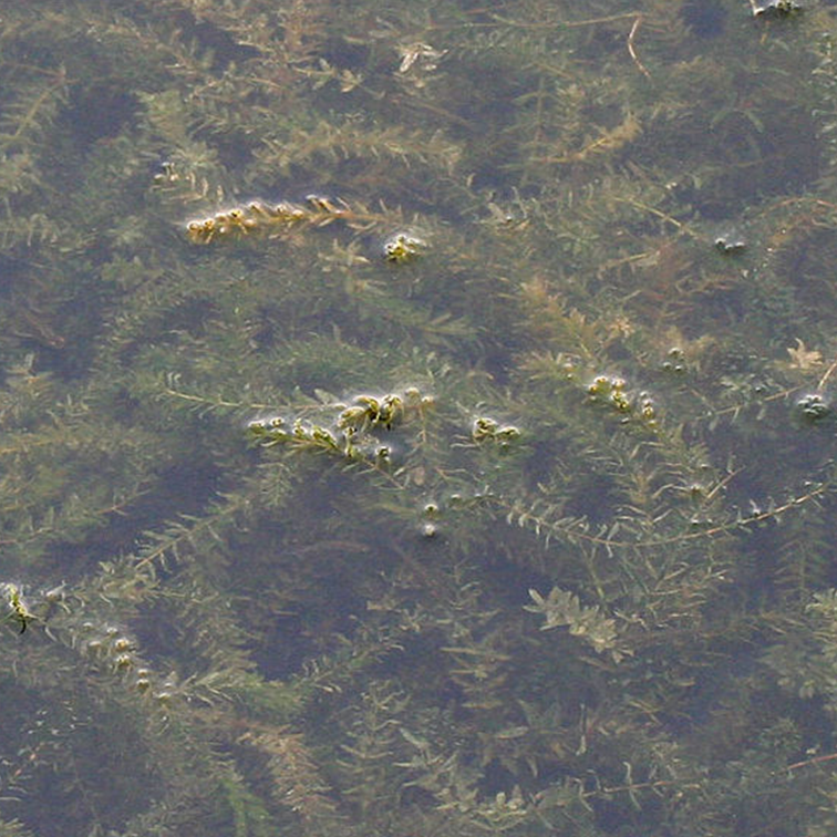 BOTÁNICA // Hydrilla verticillata (Hydrocharitaceae) — Hive