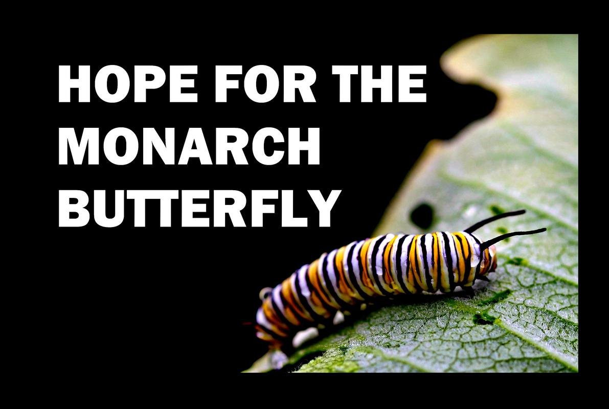 HOPE FOR THE MONARCH — Hive