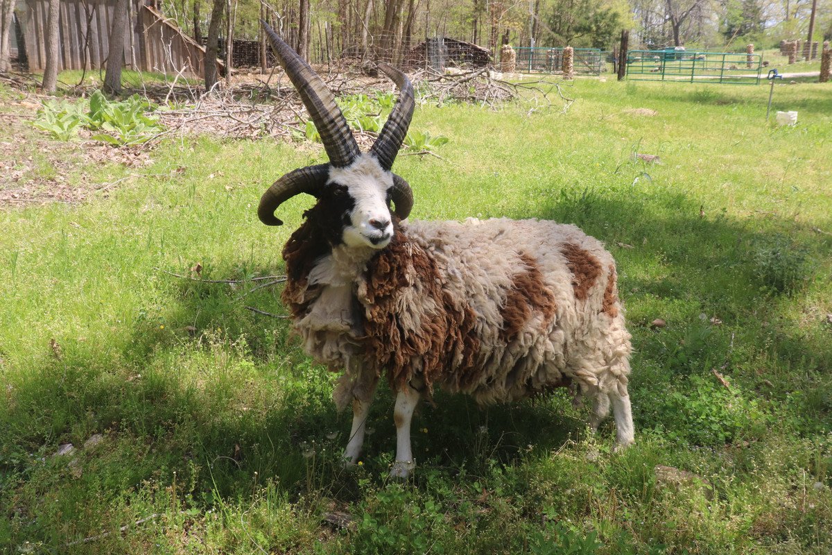 JACOB - BEFORE AND AFTER SHEARING — Hive