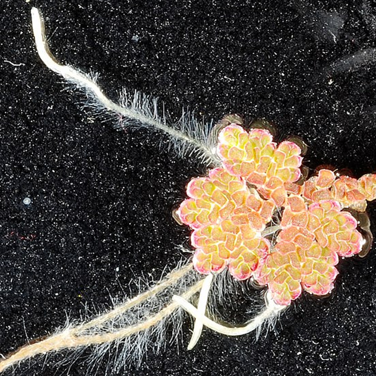 BOTÁNICA // Azolla caroliniana (Azollaceae) — Hive