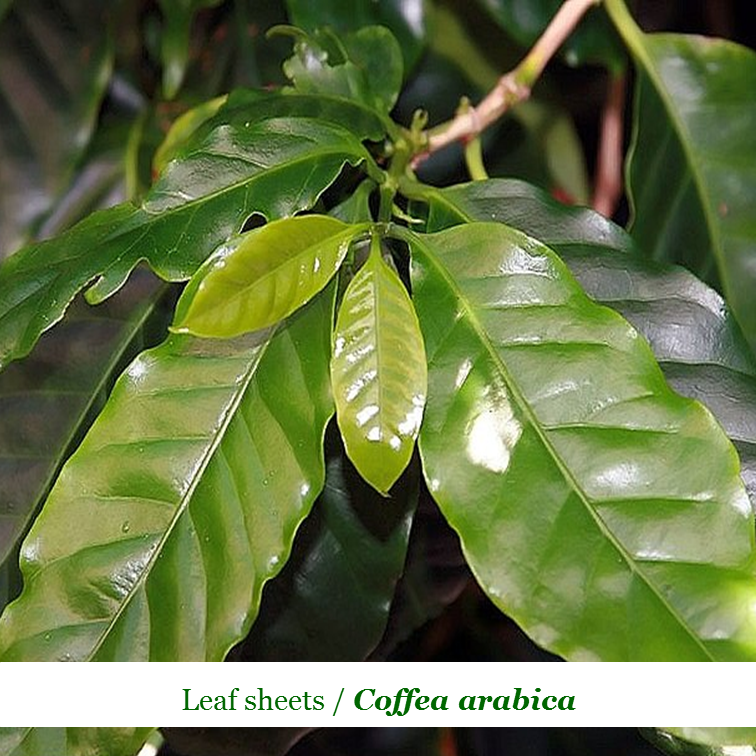 Physiological and toxicological properties of Coffea arabica — Hive