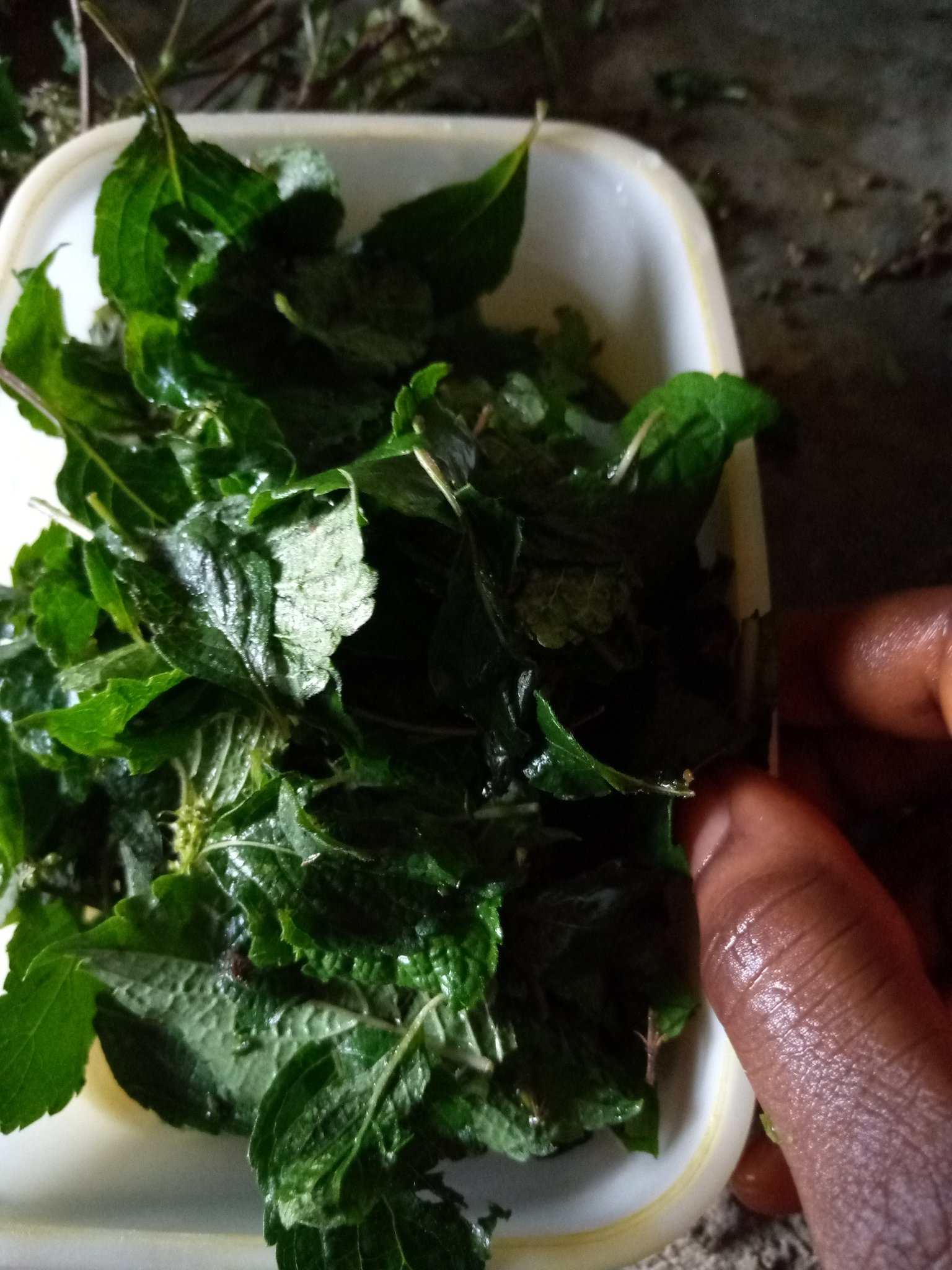 The Benefits of Scent Leaf 🍀 — Hive