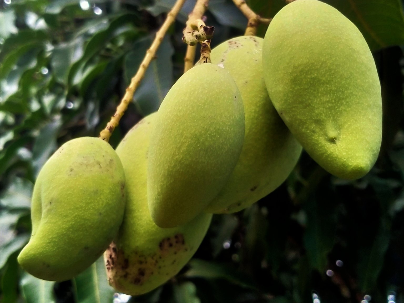 Potret Mangga Lokmai — Hive