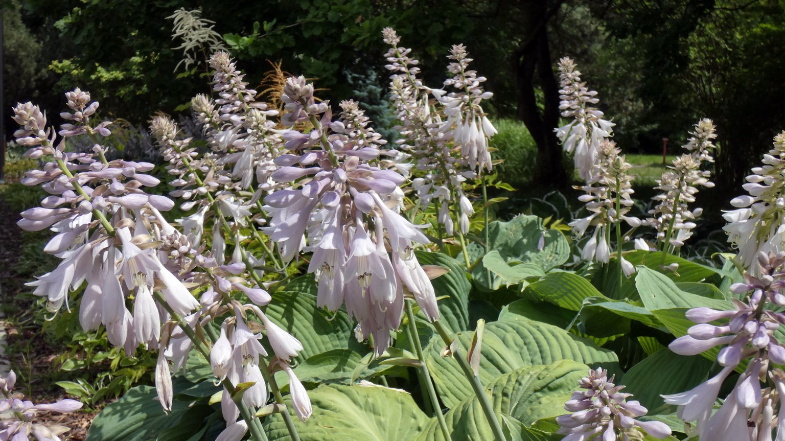 Siebold's plantain lily is one of the most beautiful, melliferous ...