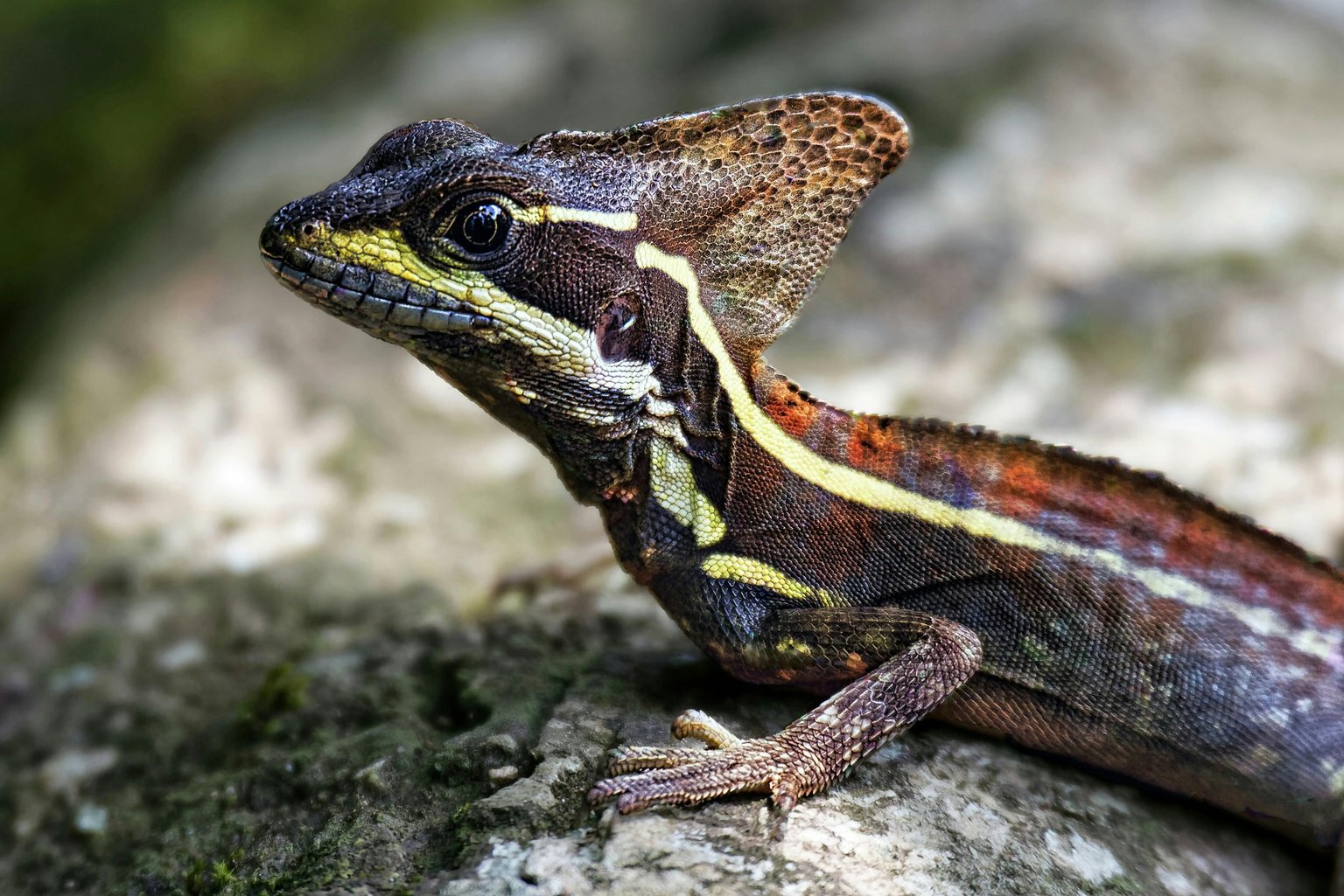 The Jesus Christ Lizard That Walks on Water — Hive
