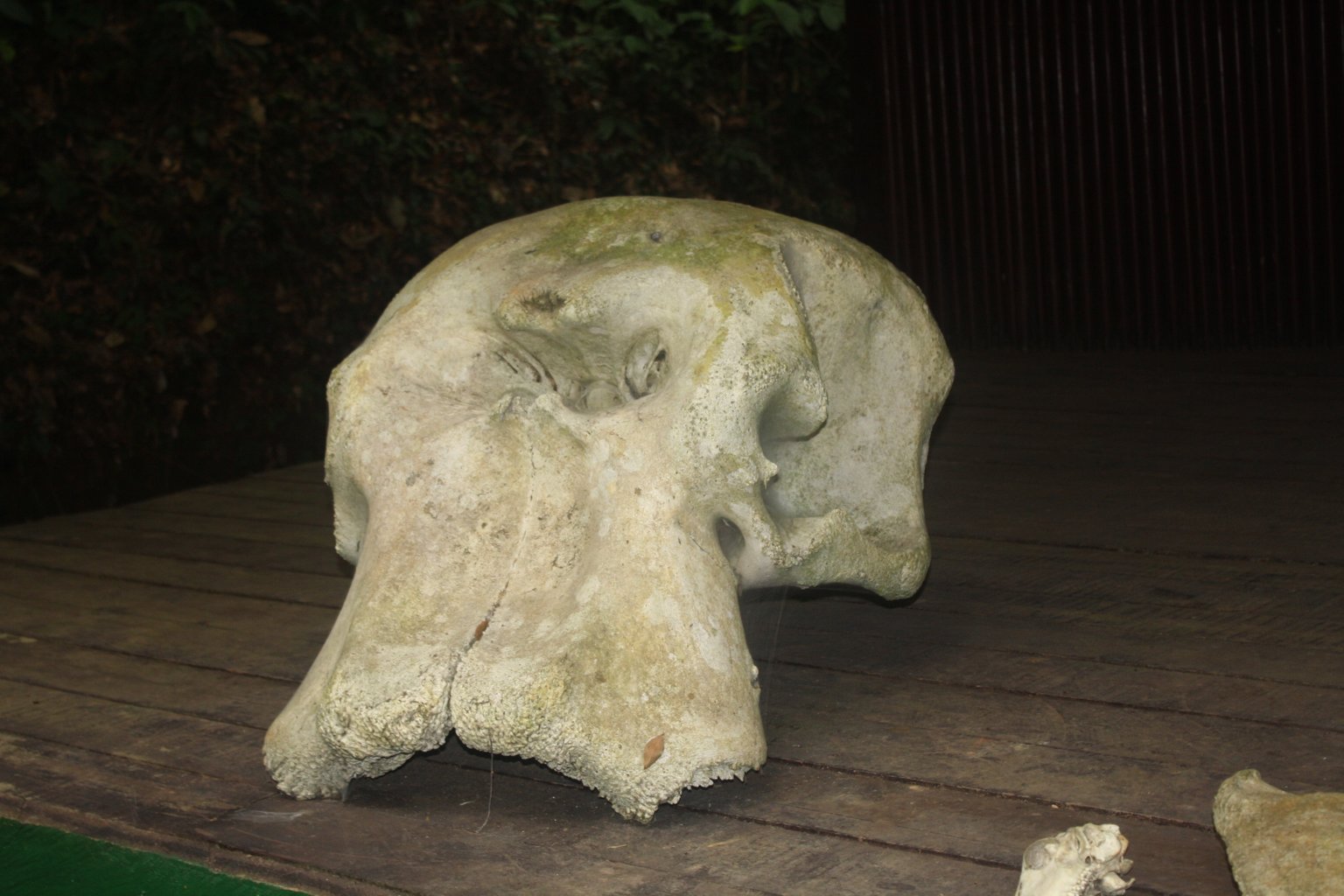 Ankasa Rain Forest Reserve, Ghana — Hive