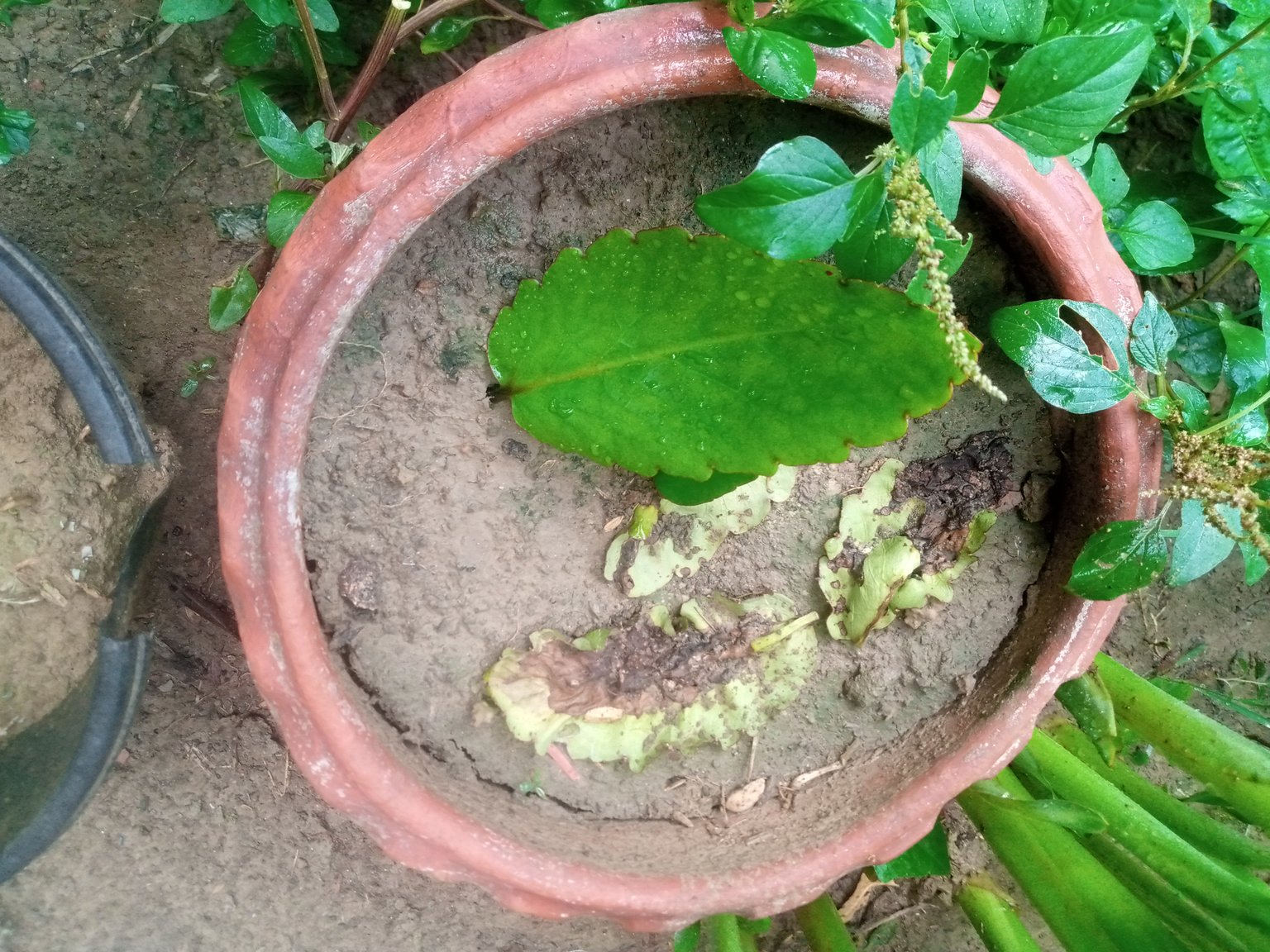 Patharkuchi is the process of transplanting plant leaves by cutting and ...