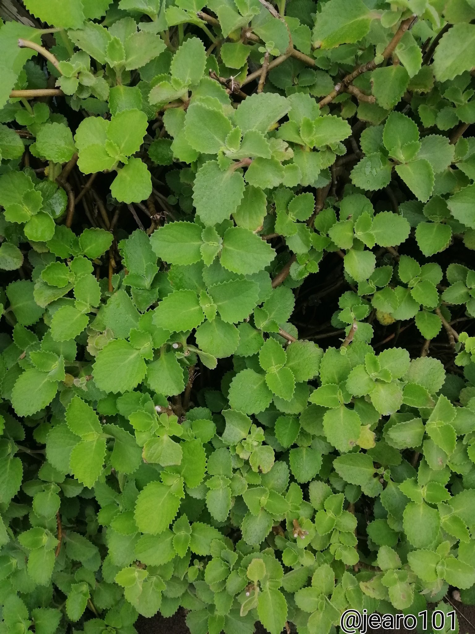 Photography #9: Stock Images: Kalabo Plant (Oregano Plant) — Hive
