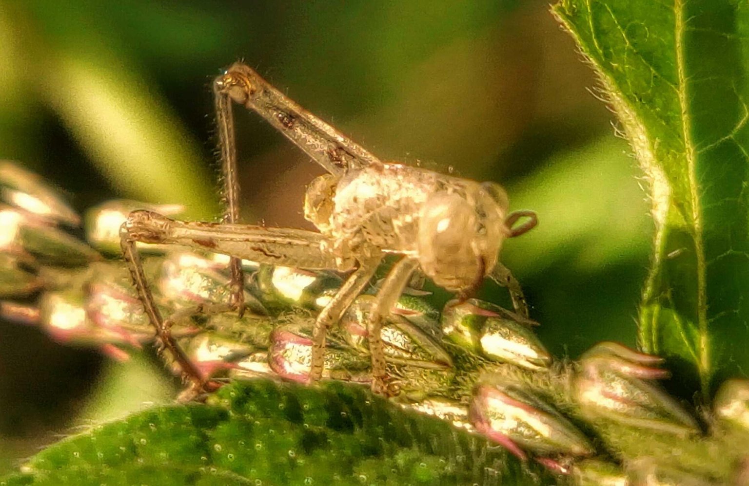 MacroPhotography Grasshopper Is Unique — Hive