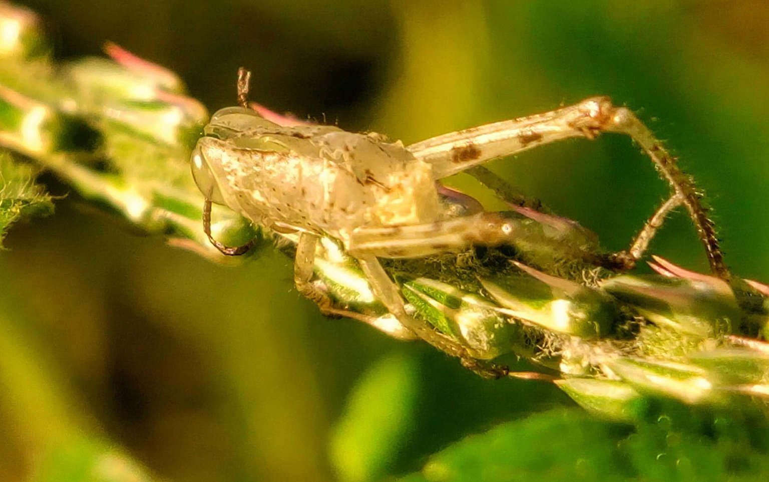 MacroPhotography Grasshopper Is Unique — Hive