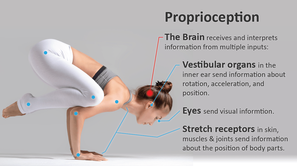 What is proprioception and how does it work?/¿Que es la propiocepción y ...