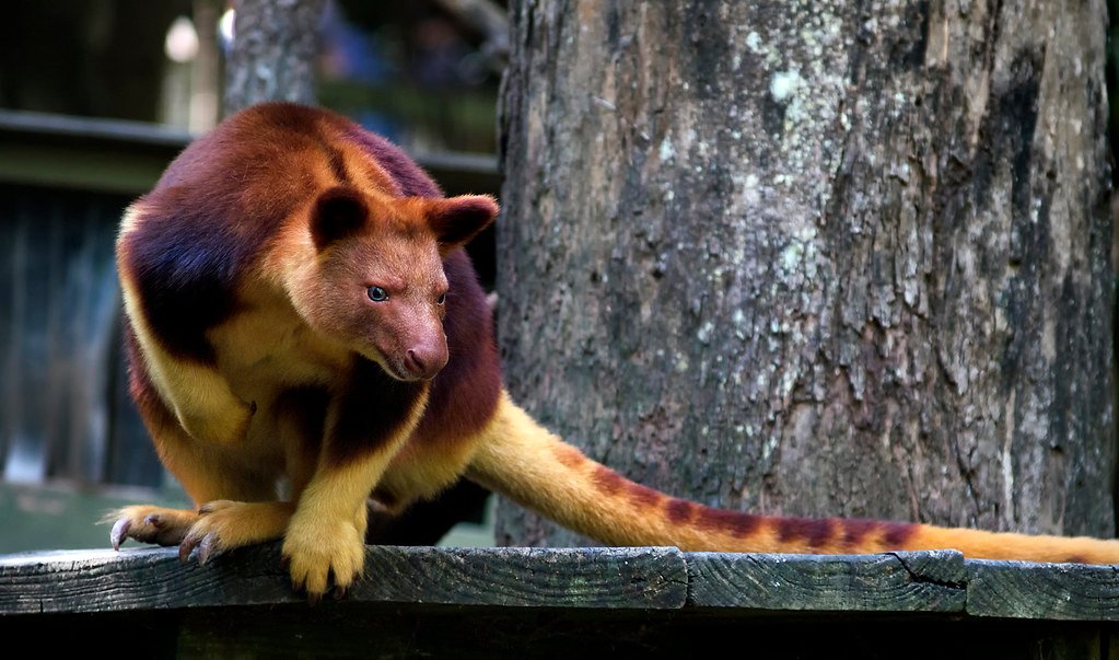 Tree Kangaroos - A Critically Extinct Specie Group — Hive