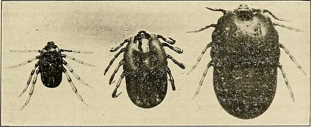 Cattle Fever Ticks and it's Dangerous Effect — Hive