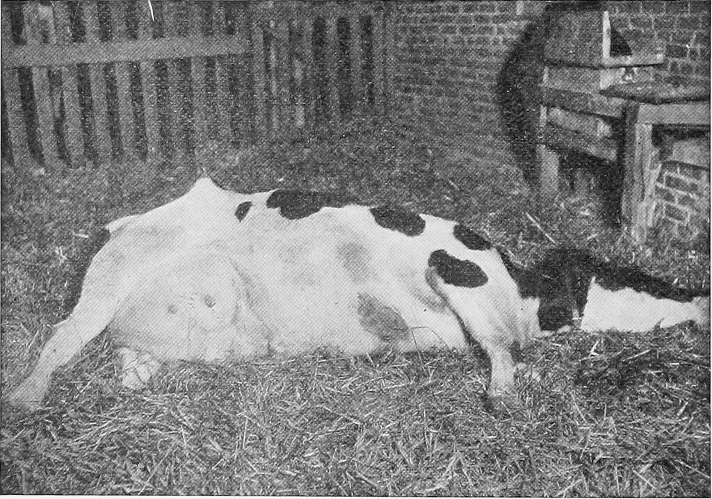 A Situation of Milk Fever in Farm Animals — Hive