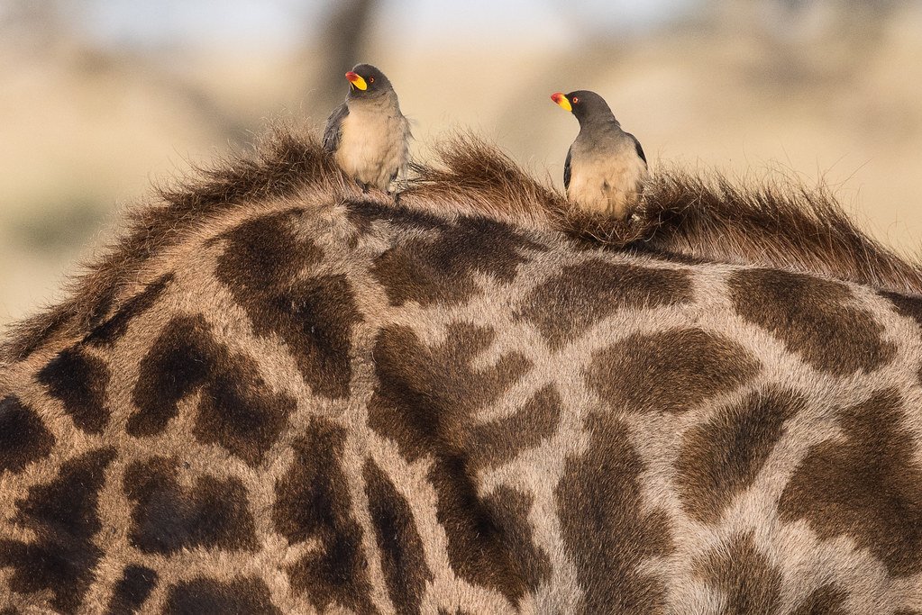Mutualism and Symbiosis; The Lifeblood of Individual Life Forms — Hive