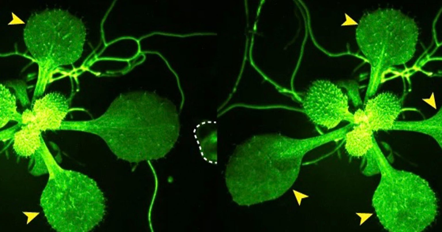 Scientists record two plants “talking” for the first time/Científicos ...