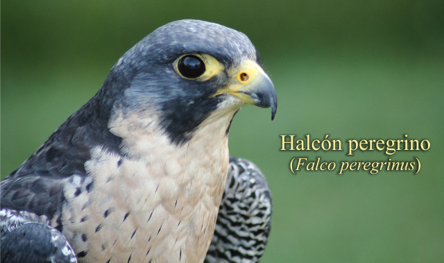 El halcón peregrino: visión, vuelo aerodinámico,… — Hive